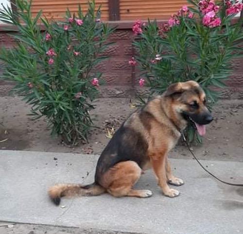 Menhelyi és talált kutyák-cicák